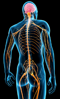 Neurologie – ORSAC Montfleuri